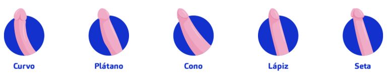 ¿Cuántos tipos de pene existen? - FIV Dono